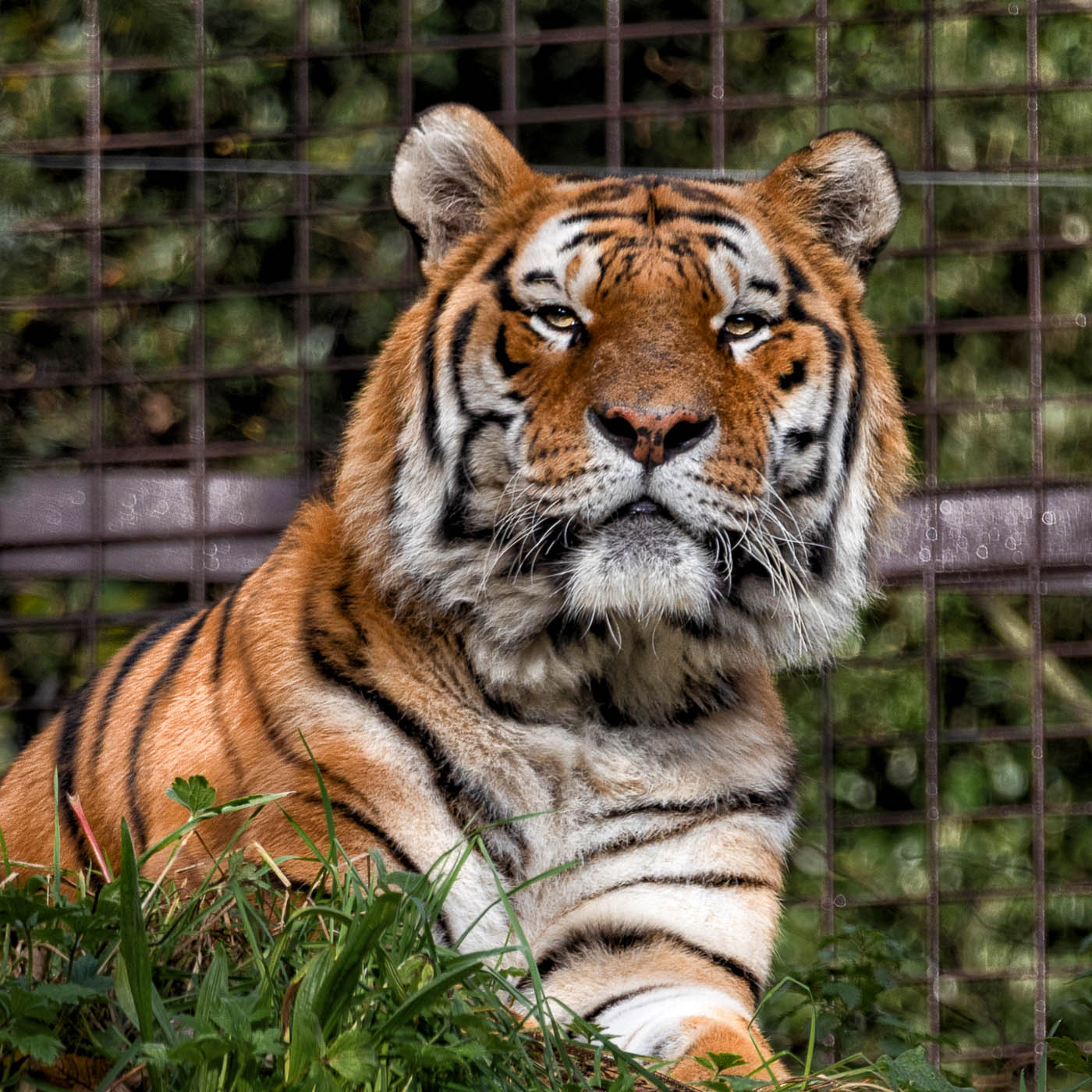 Club Outing - Dublin Zoo - OffShoot Photography Society